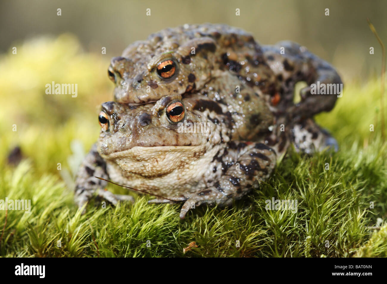 Common toad amplexus hi-res stock photography and images - Alamy