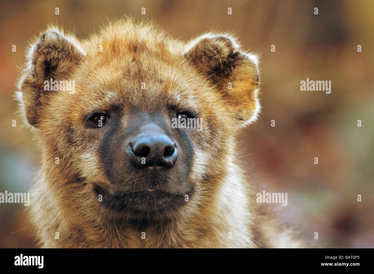 Close up of a spotted hyena Stock Photo - Alamy