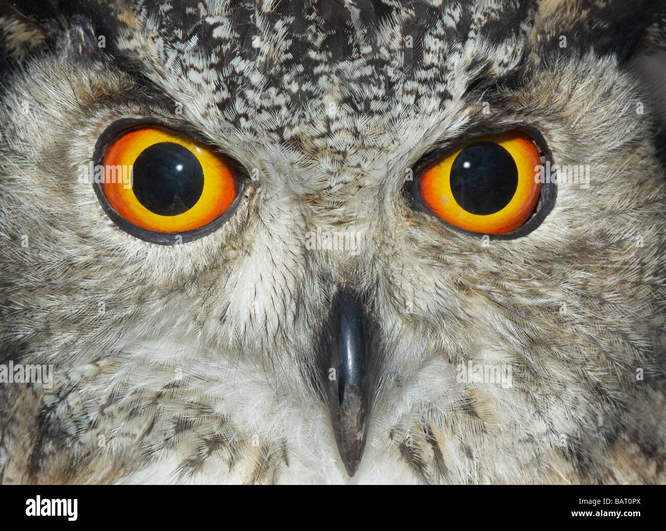 Owl front face hi-res stock photography and images - Alamy