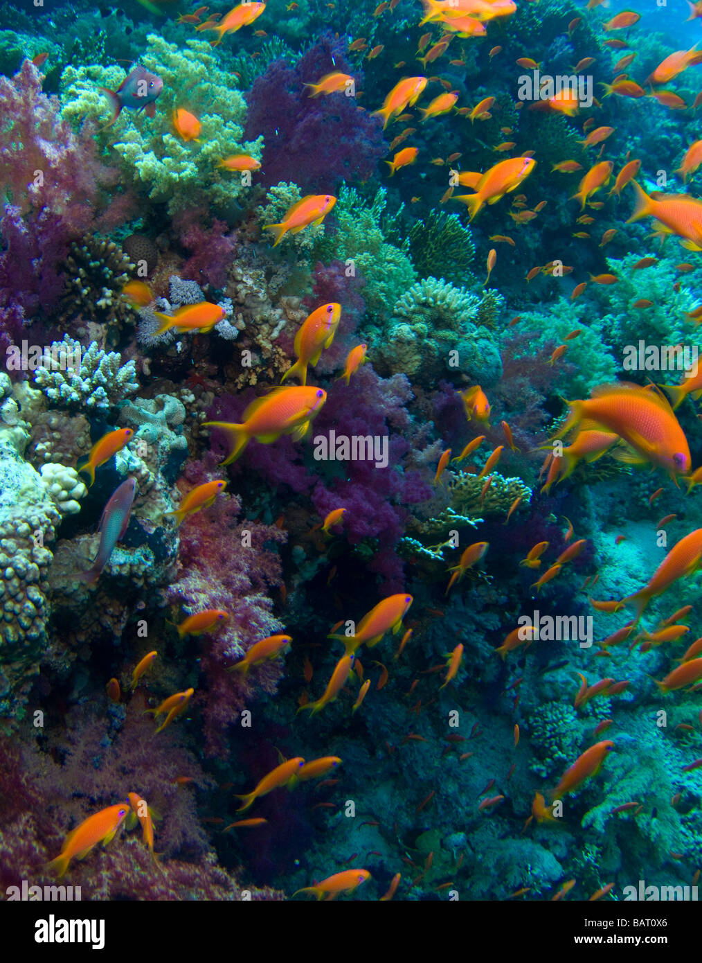 School fish anthias scuba diving hi-res stock photography and images ...