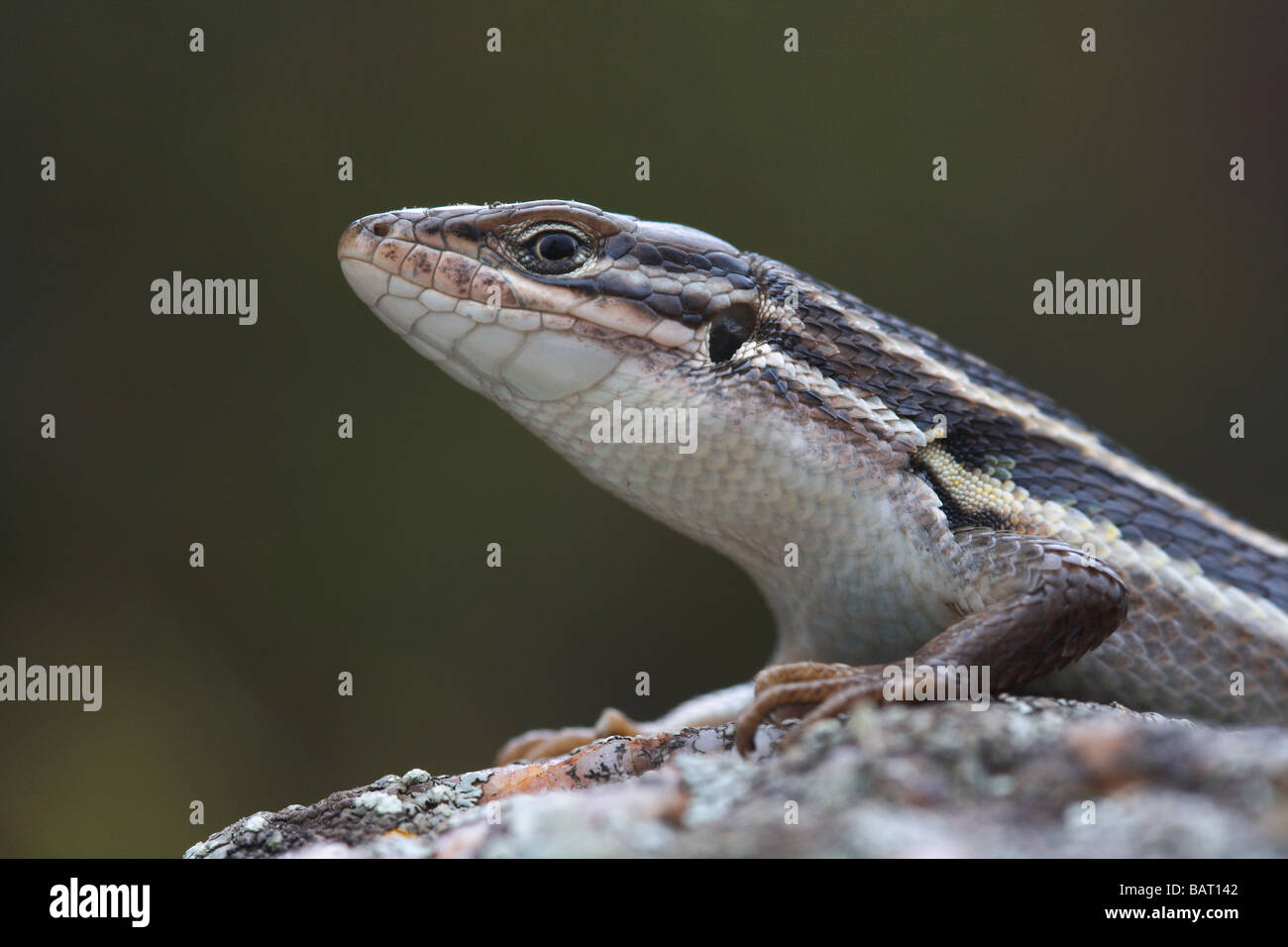 True lizards hi-res stock photography and images - Alamy
