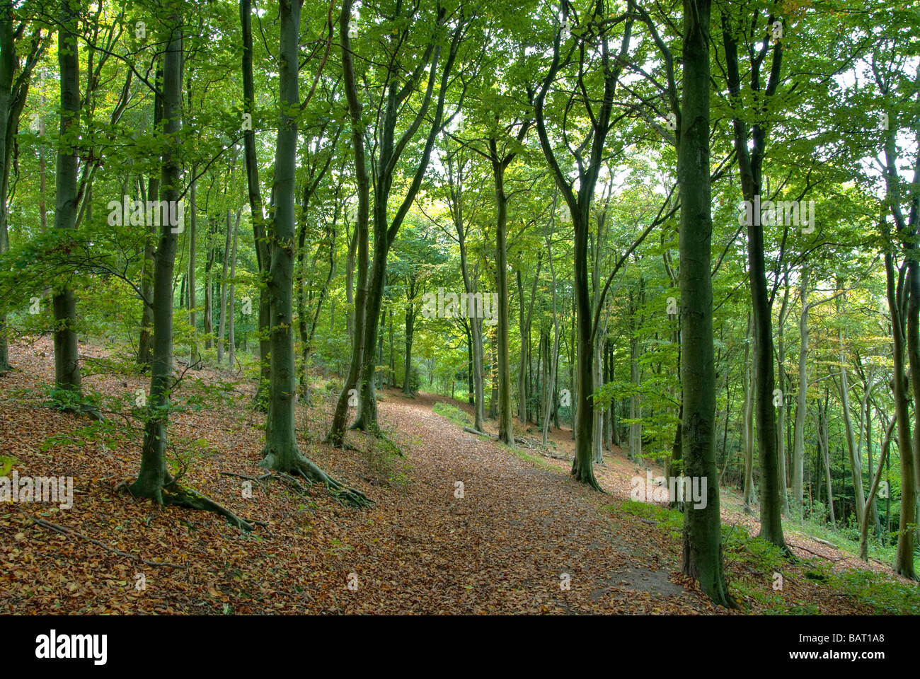 Sidewalk woodland hi-res stock photography and images - Alamy