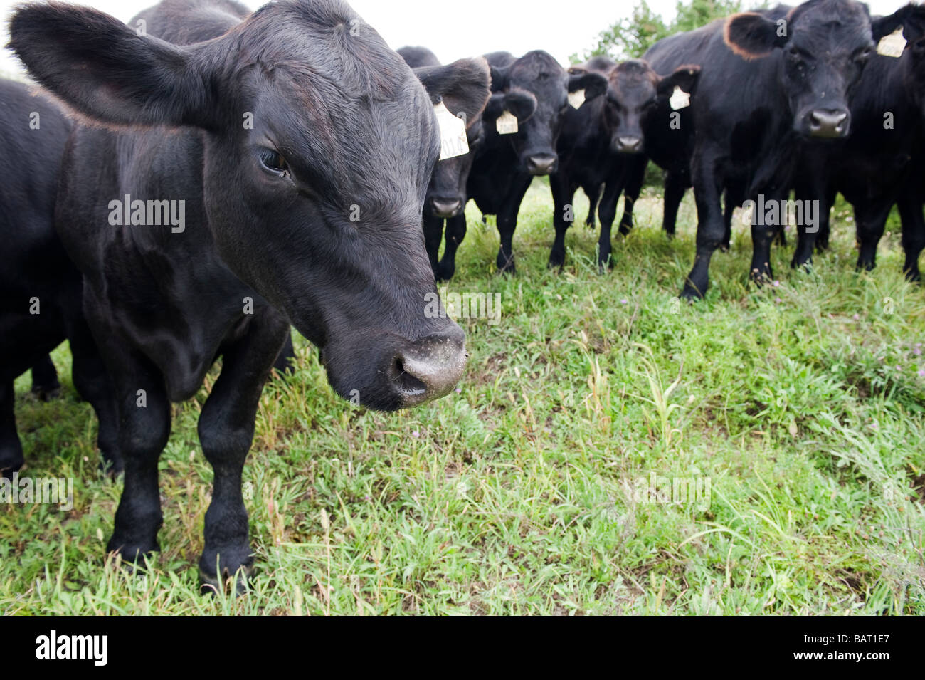 A herd of Free Range Black Angus on an organic farm in Upstate New York ...