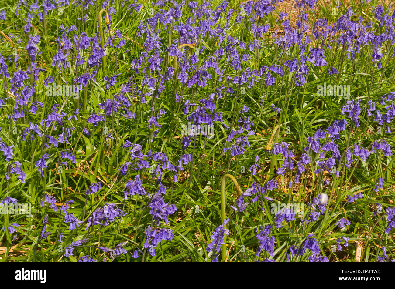 Field Of Bluebells Spring flowering Flowers Stock Photo - Alamy