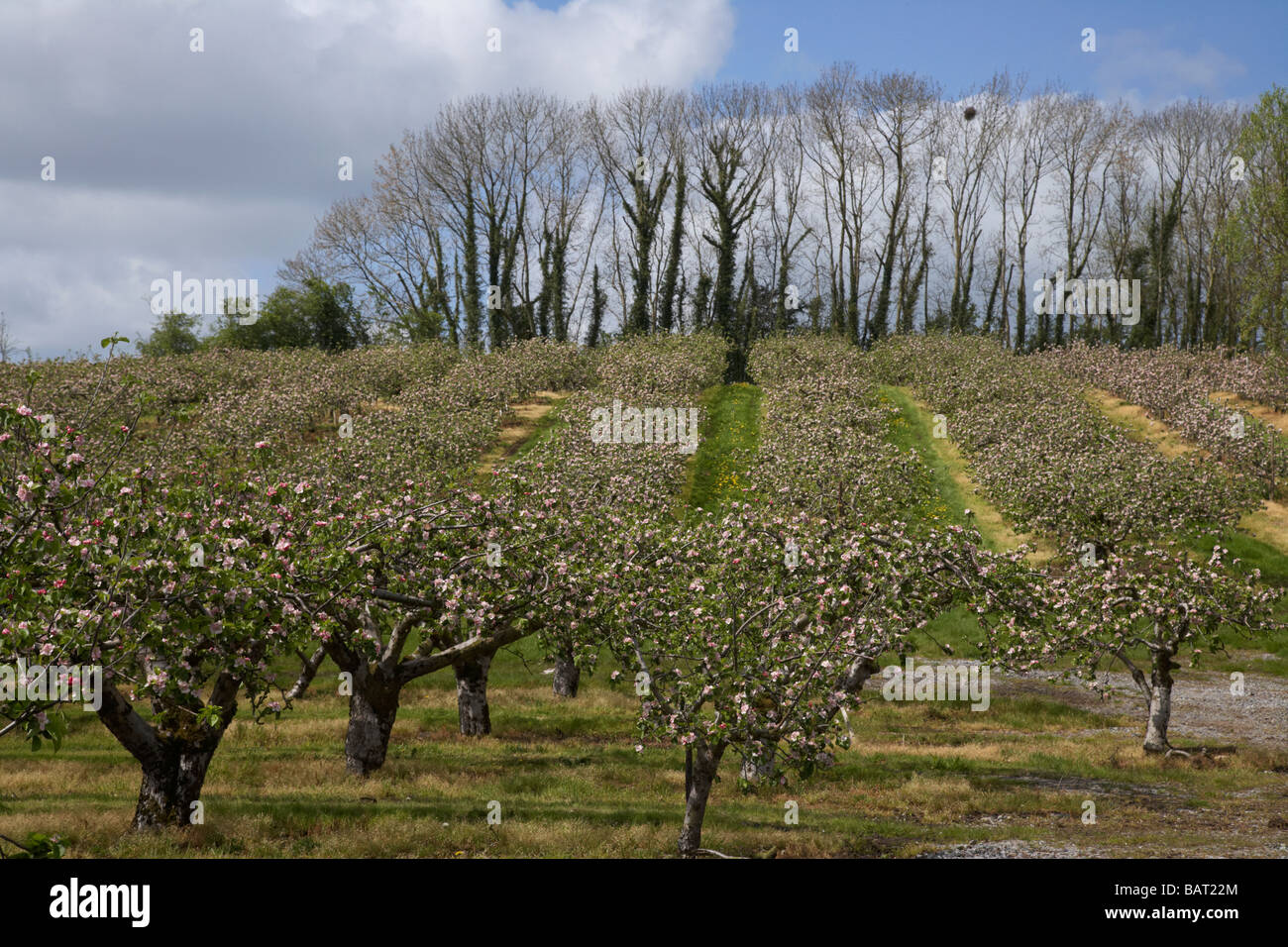 Apple Orchard In Bloom