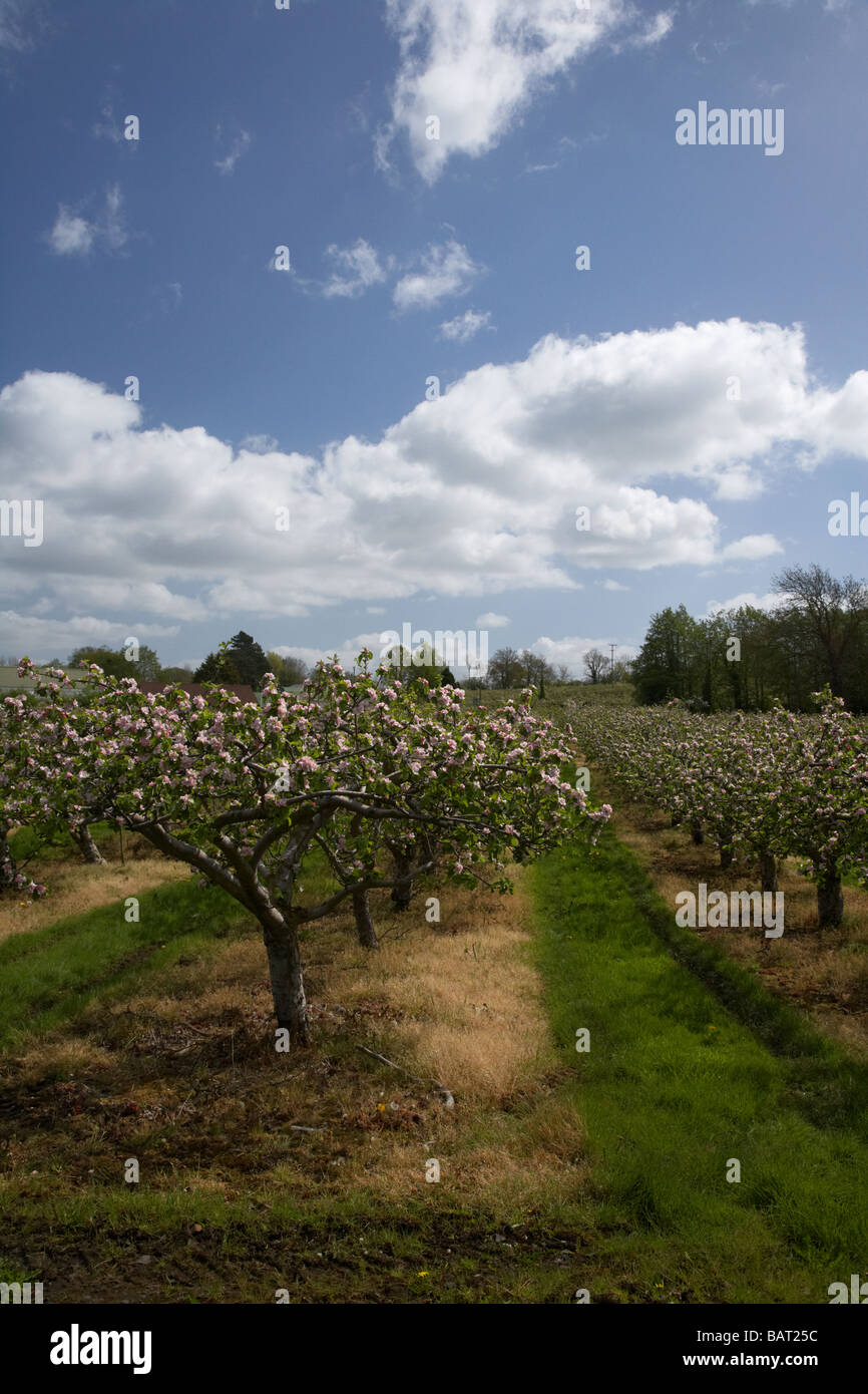 rows of apple trees in bloom in bramley apple orchard in county armagh ...