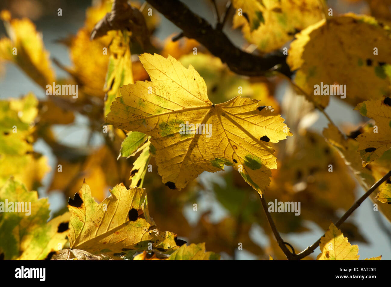 Yellow Autumn Leaf Stock Photo - Alamy