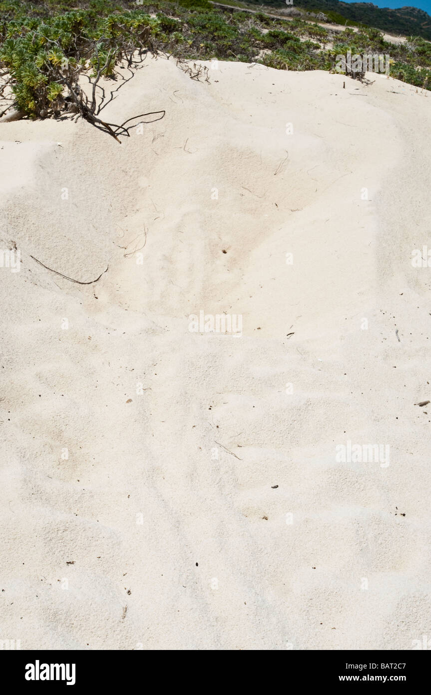 Sea turtle tracks and nest Bonaire Stock Photo - Alamy
