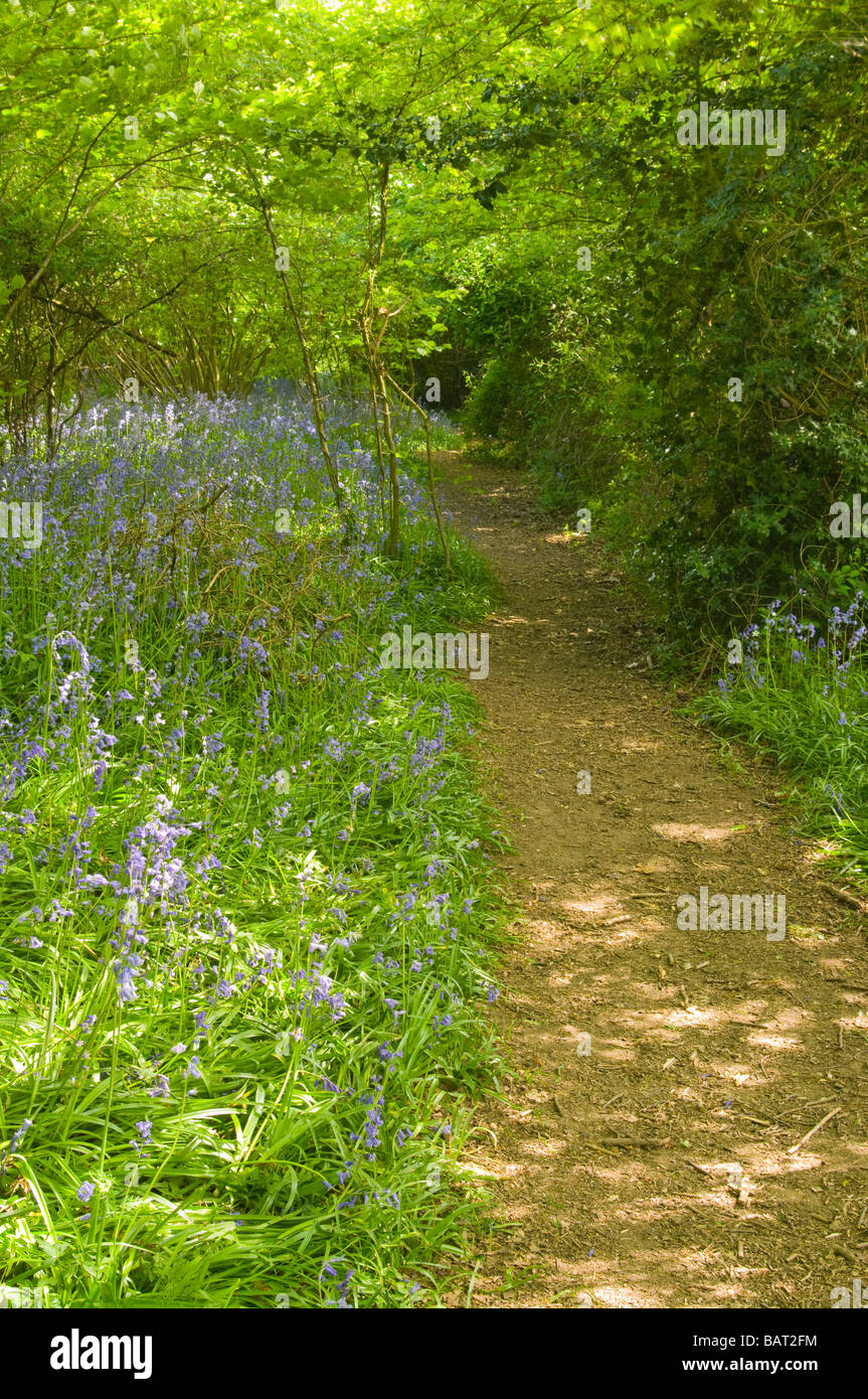 Footpath through the Bluebells amongst the Woodland Felland Copse ...