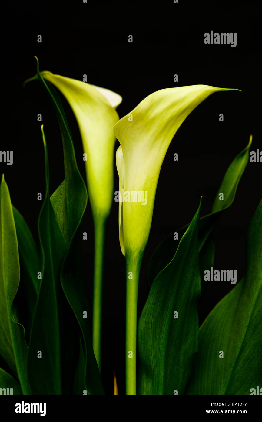 Calla Lily on black background Stock Photo - Alamy