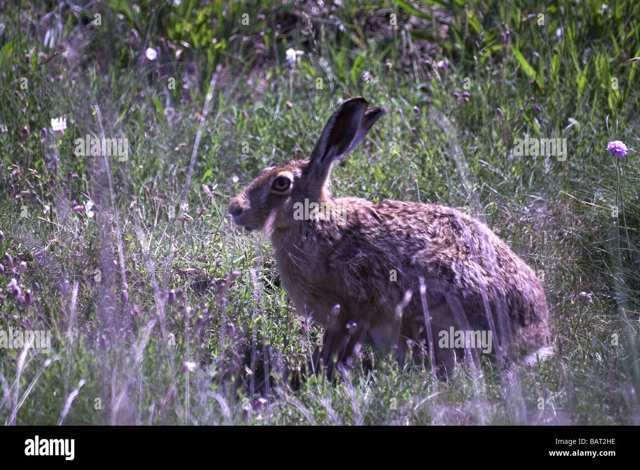 North africa hare hi-res stock photography and images - Alamy
