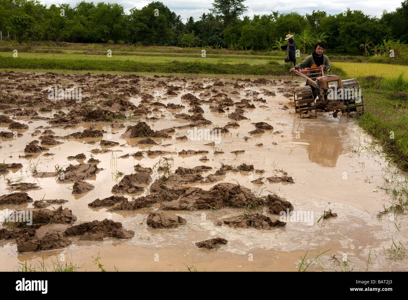 Rice cultivation in Thailand Stock Photo - Alamy
