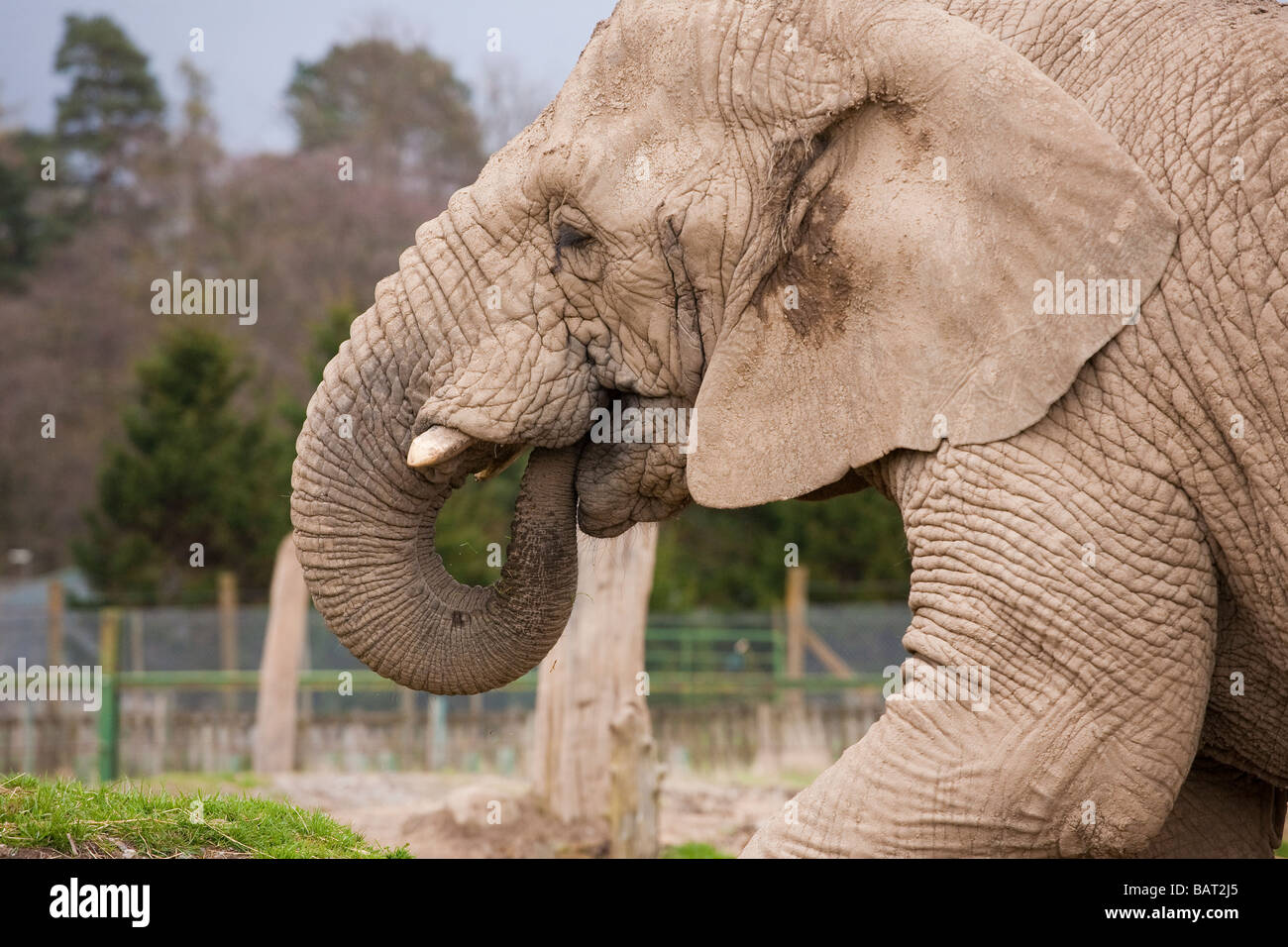 African Elephant at Blair Drummond Safari Park, Scotland Stock Photo ...