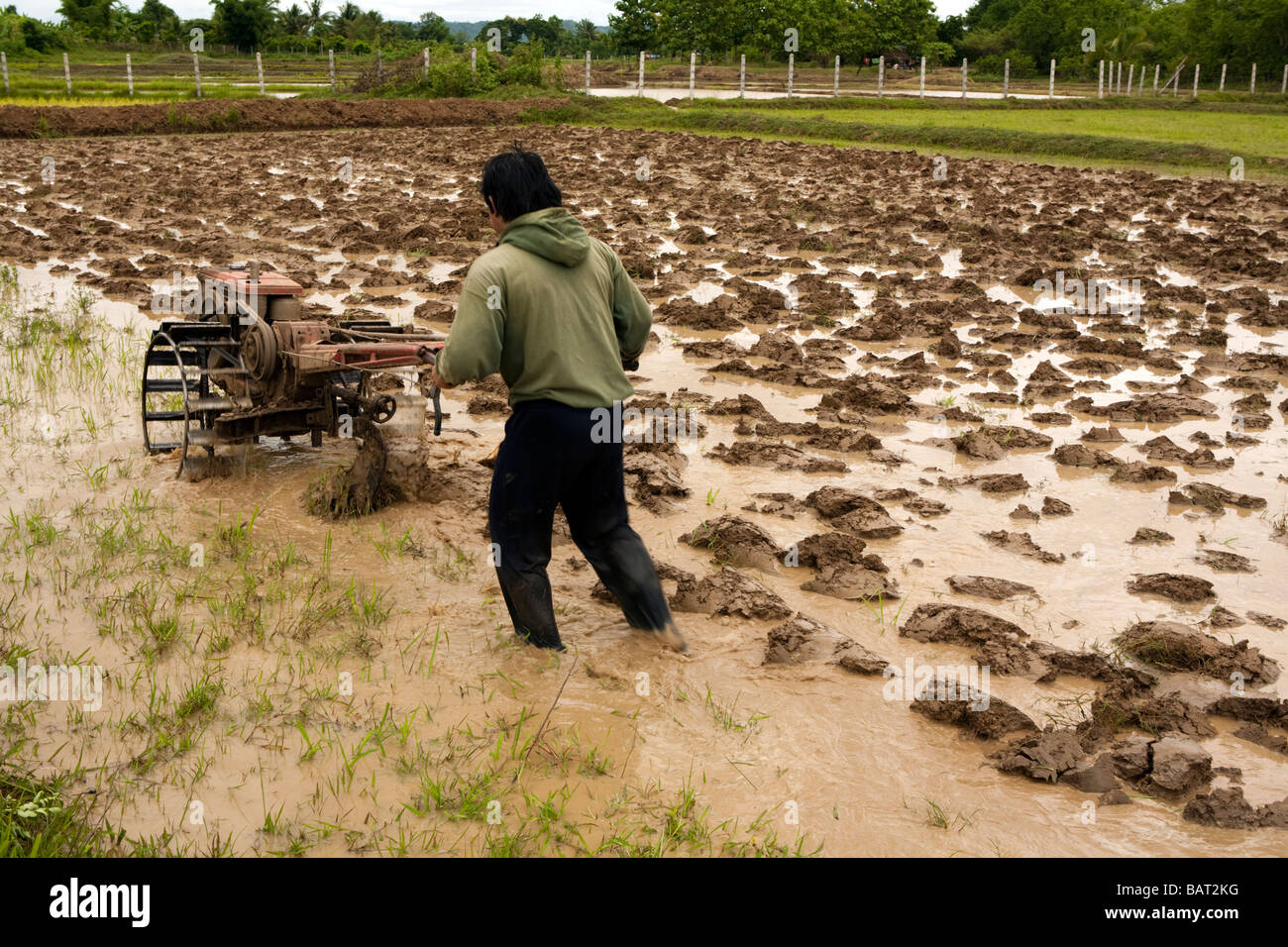 Rice cultivation in Thailand Stock Photo - Alamy