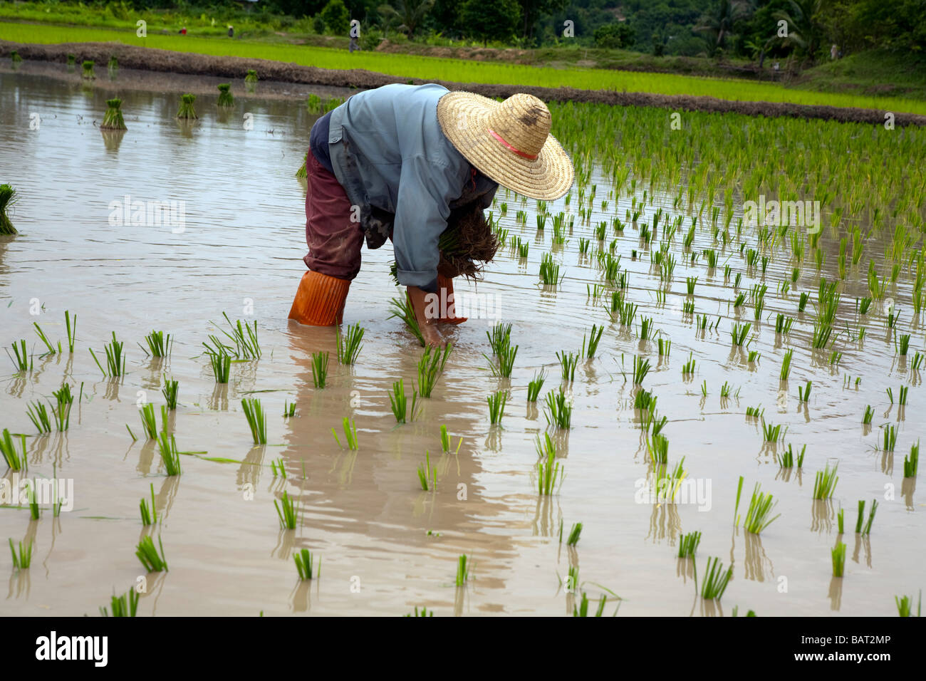 Rice cultivation in Thailand Stock Photo - Alamy