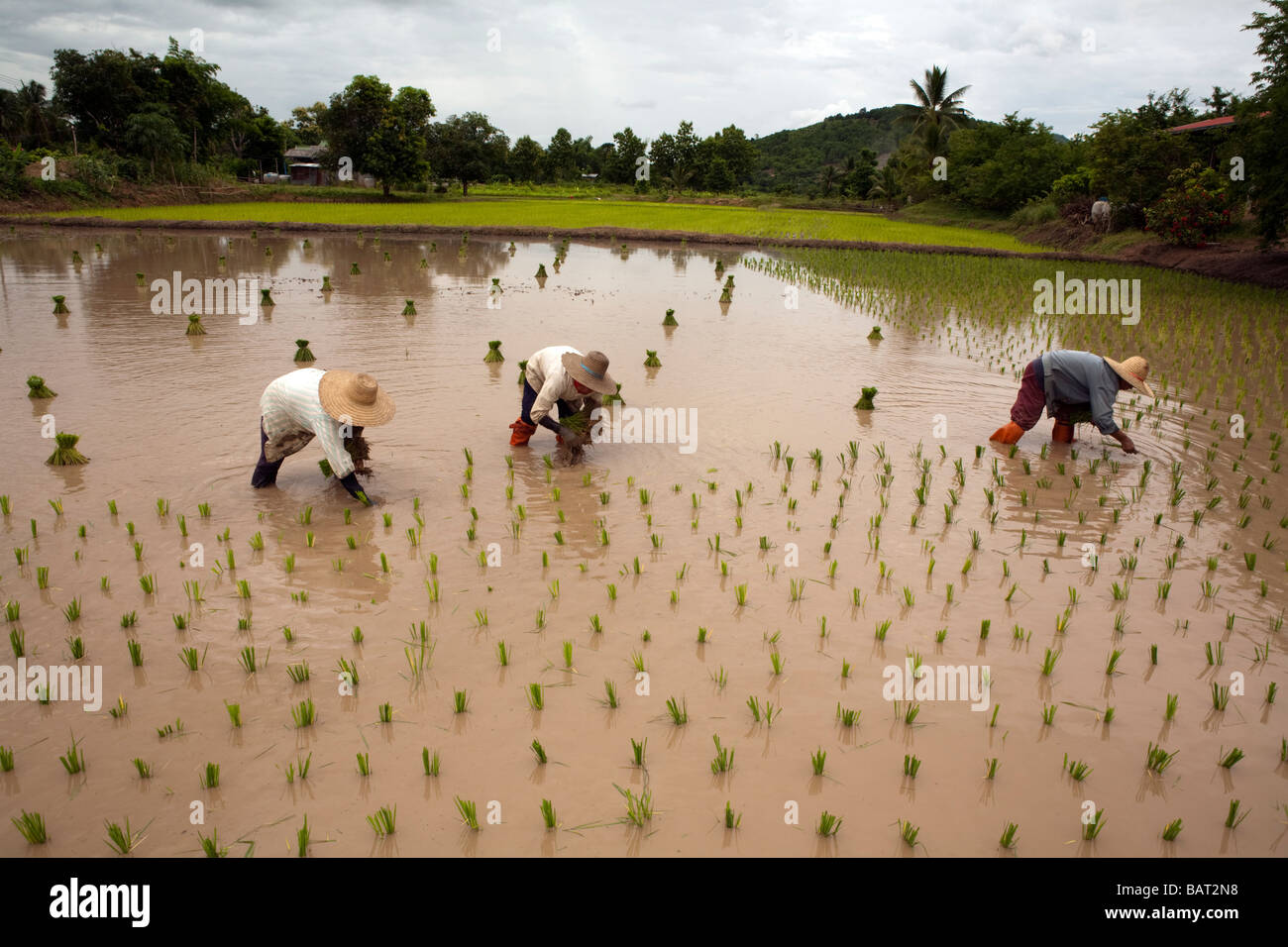 Rice cultivation in Thailand Stock Photo - Alamy