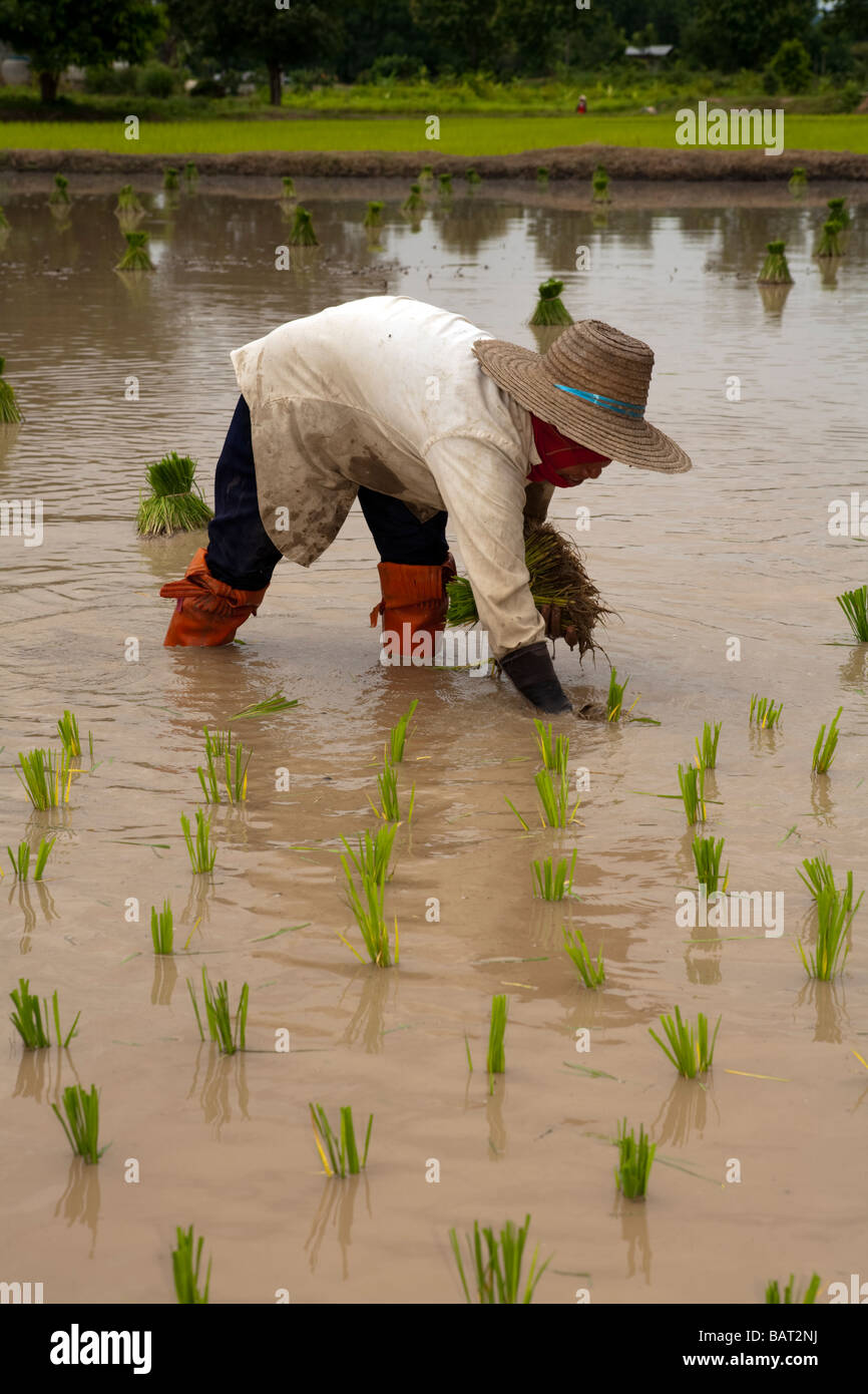 Rice cultivation in Thailand Stock Photo - Alamy