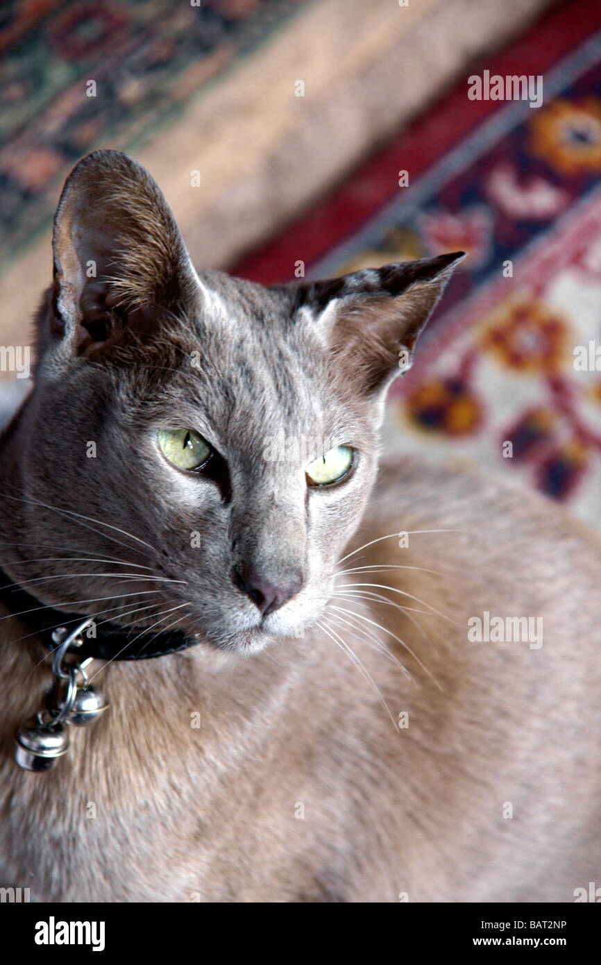 An Oriental Siamese Cat on a Persian Rug (c) Marc Jackson Photography ...