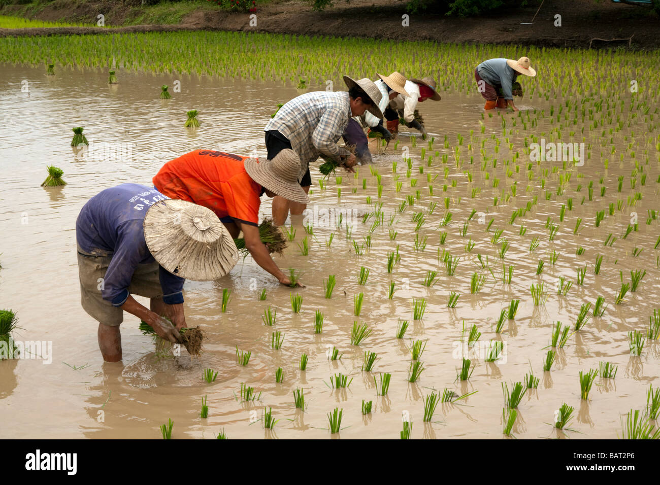Rice cultivation in Thailand Stock Photo - Alamy