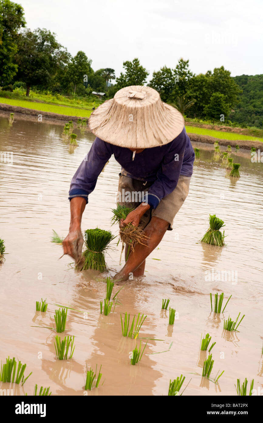 Rice cultivation in Thailand Stock Photo - Alamy