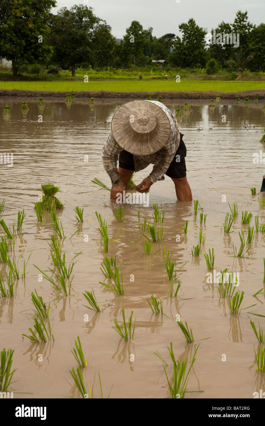 Rice cultivation in Thailand Stock Photo - Alamy