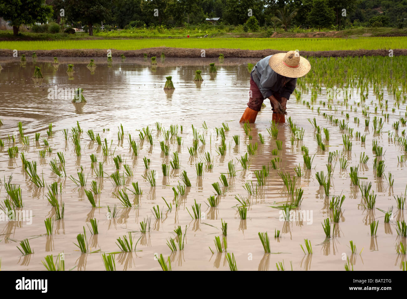 Rice cultivation in Thailand Stock Photo - Alamy