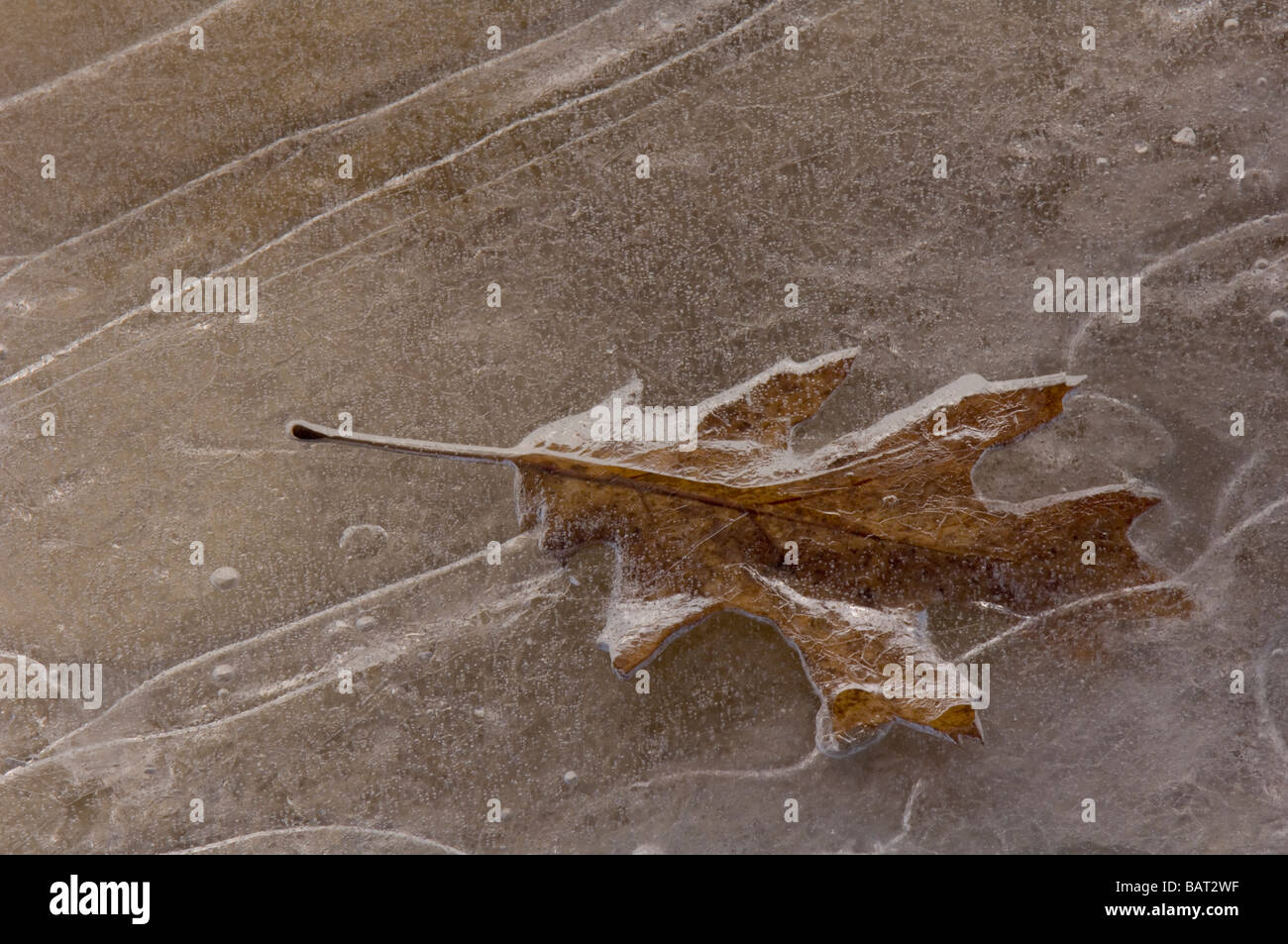 a frozen leaf in ice Stock Photo - Alamy