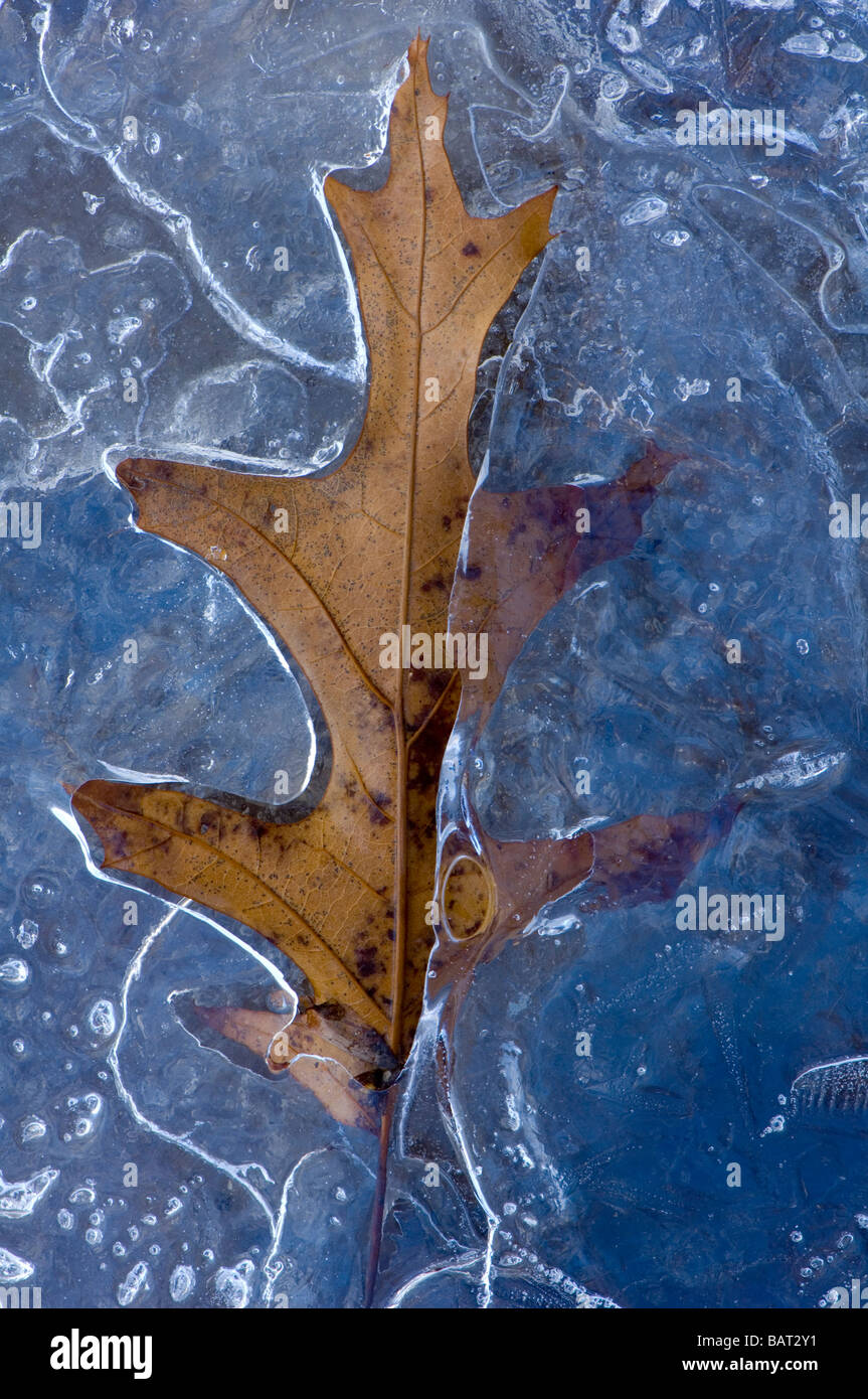 a frozen leaf in ice Stock Photo - Alamy