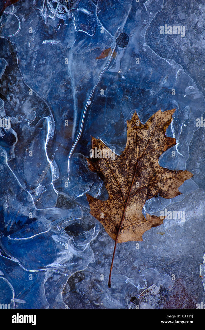 a frozen leaf in ice Stock Photo - Alamy