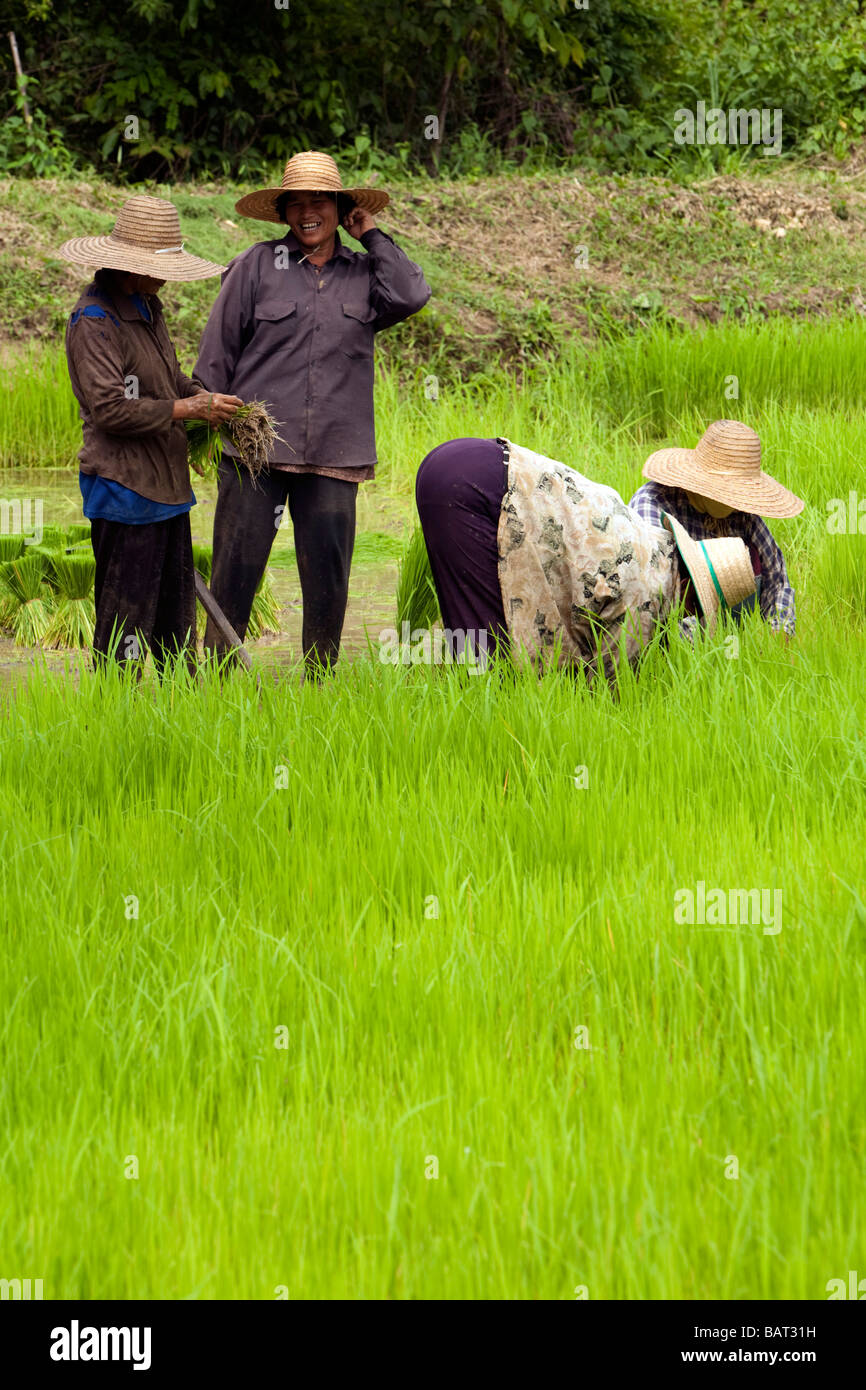 Rice cultivation in Thailand Stock Photo - Alamy