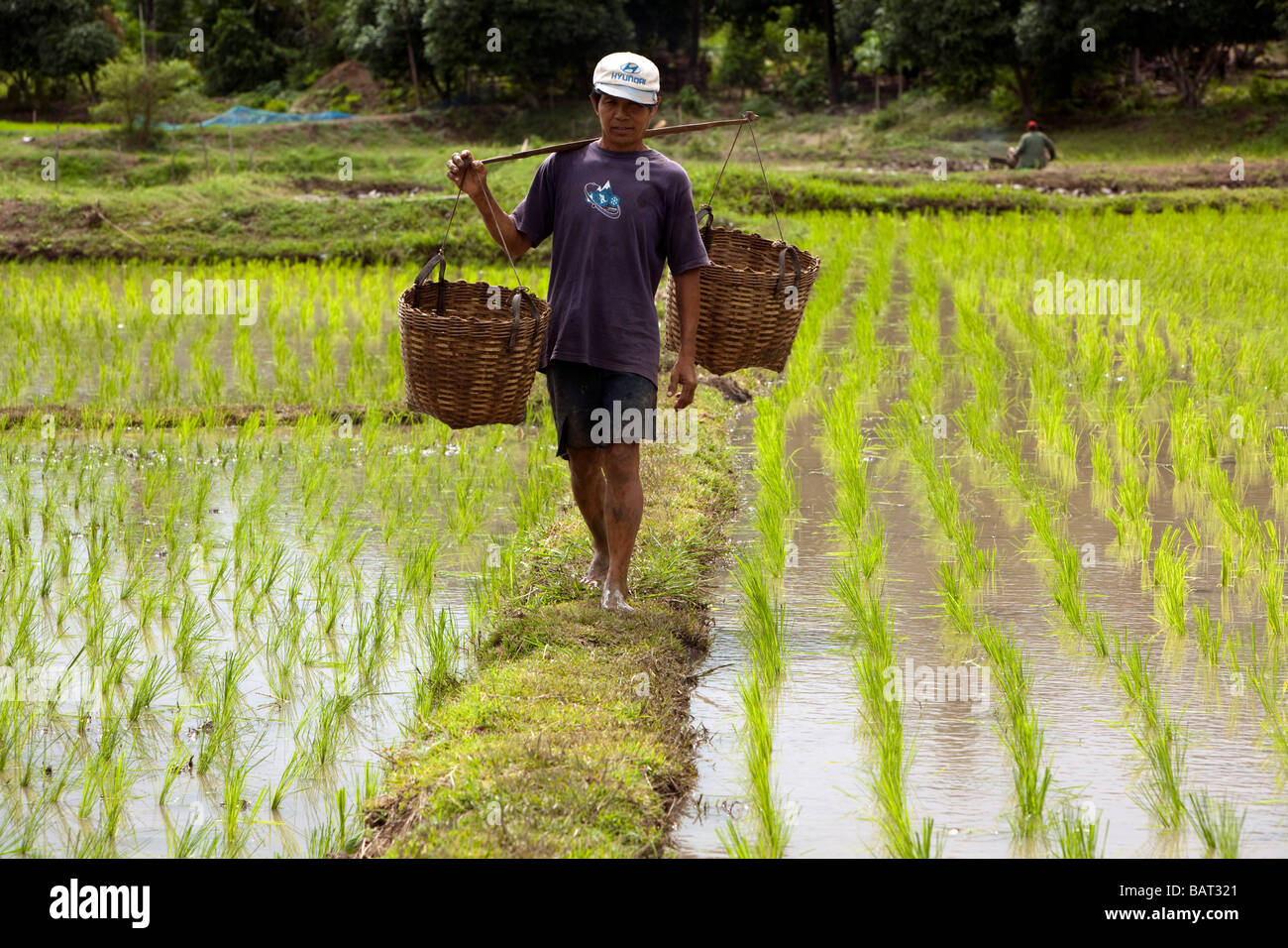 Rice cultivation in Thailand Stock Photo - Alamy