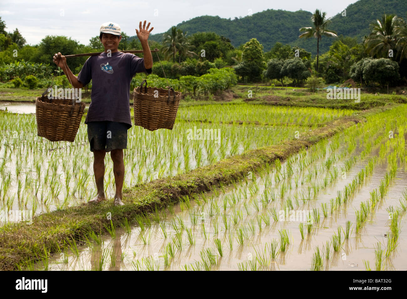 Rice cultivation in Thailand Stock Photo - Alamy