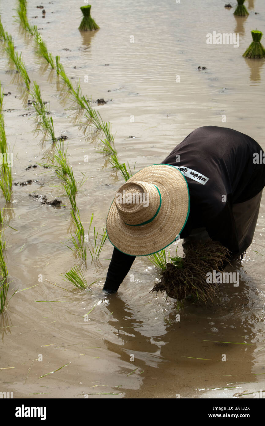Rice cultivation in Thailand Stock Photo - Alamy