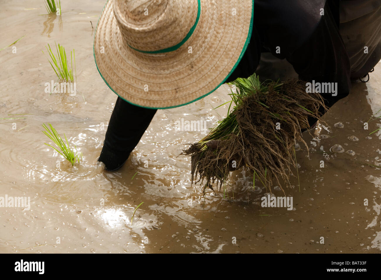 Rice cultivation in Thailand Stock Photo - Alamy