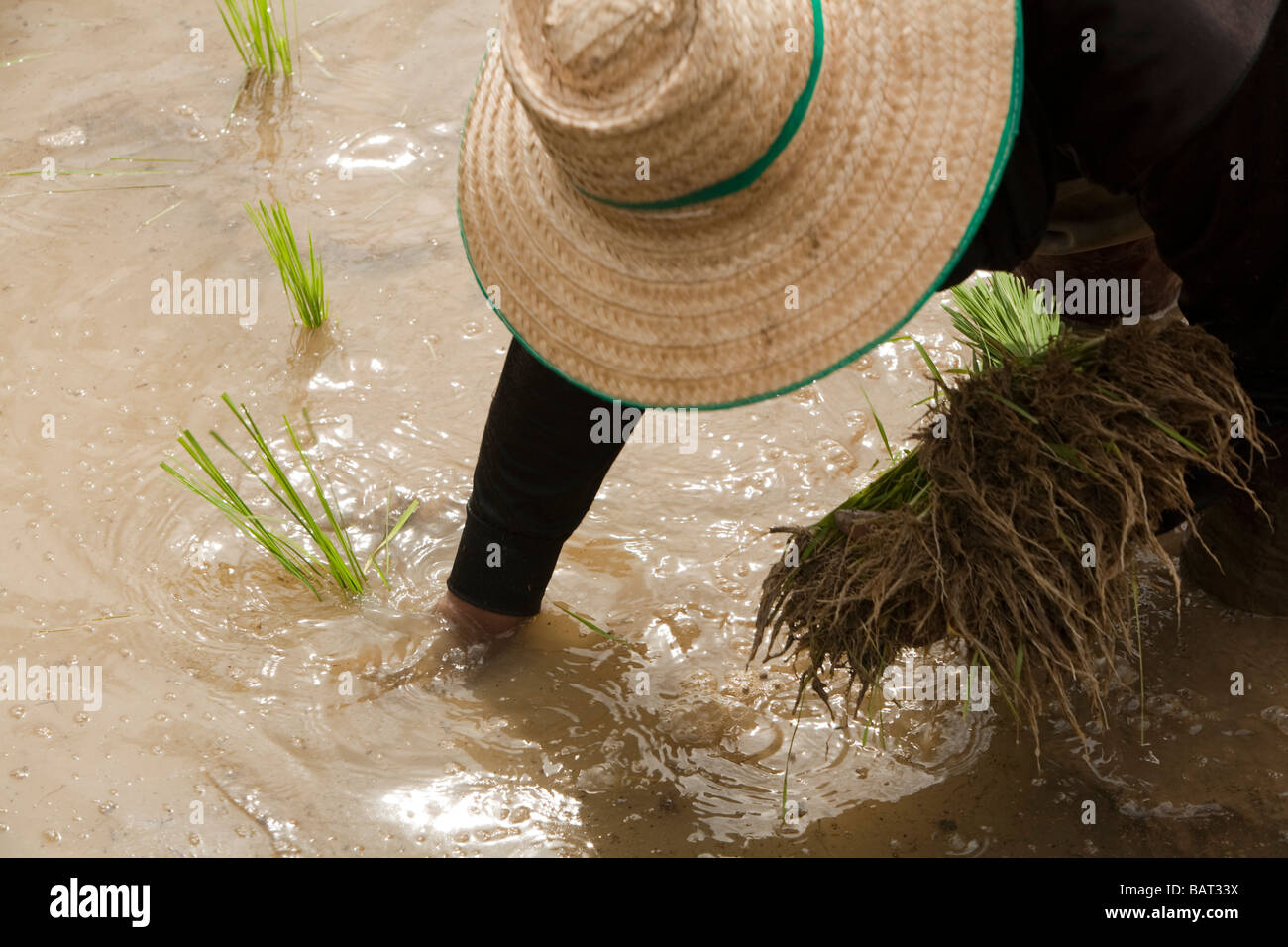 Rice cultivation in Thailand Stock Photo - Alamy