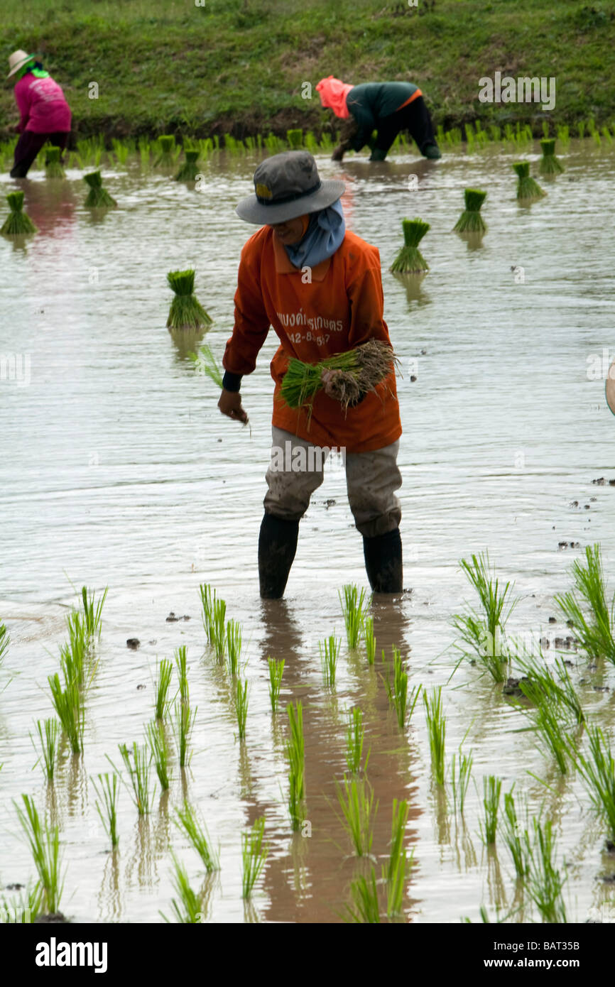Rice cultivation in Thailand Stock Photo - Alamy