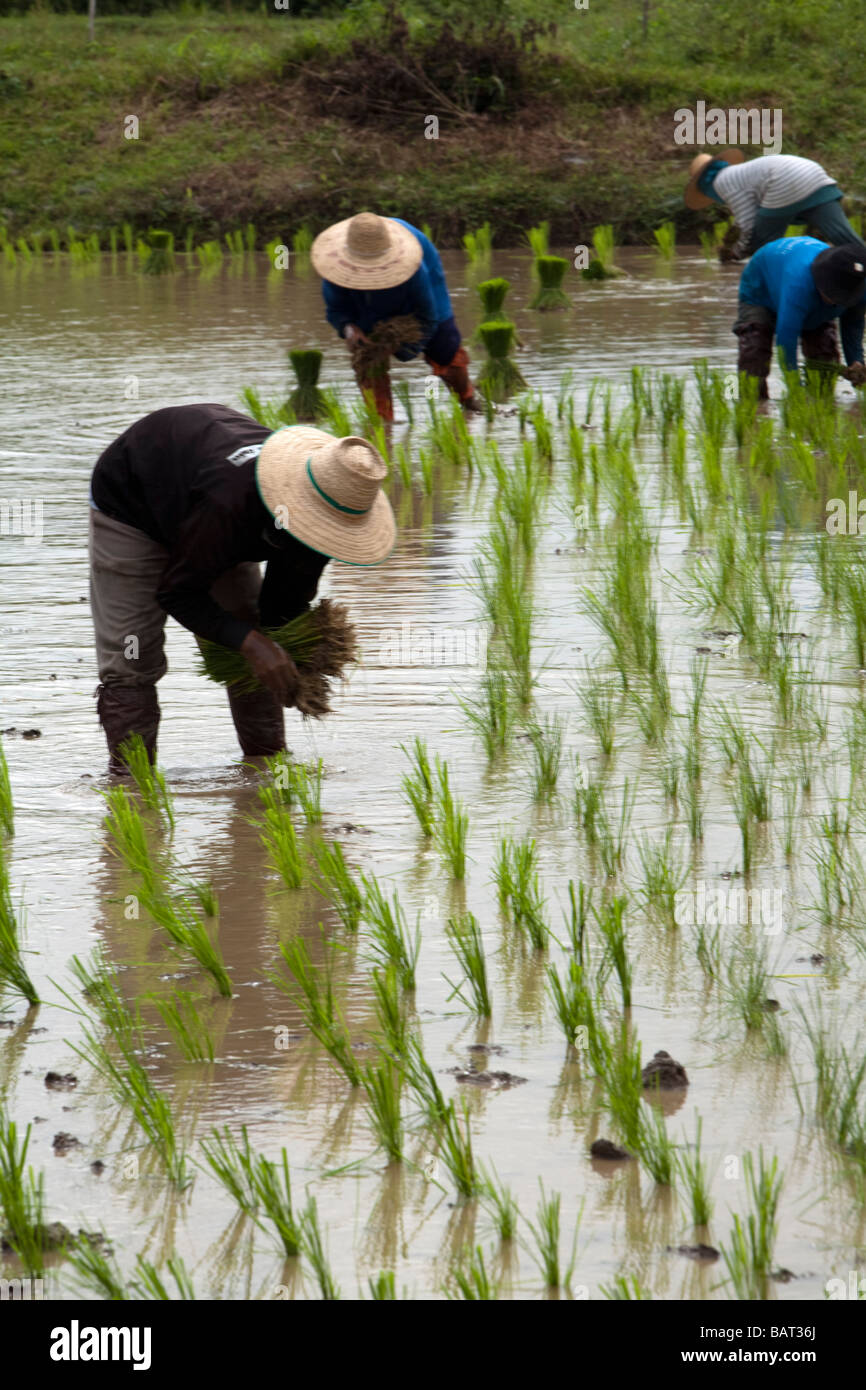 Rice cultivation in Thailand Stock Photo - Alamy