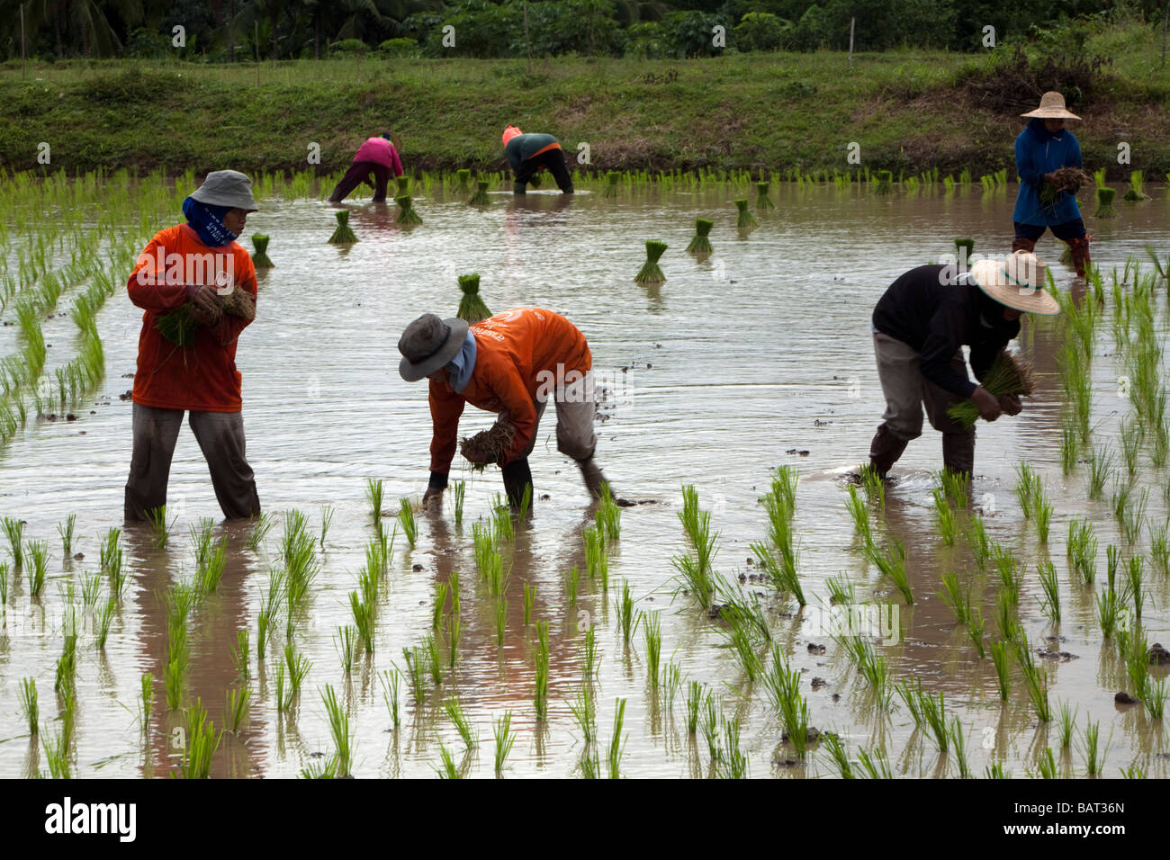 Rice cultivation in Thailand Stock Photo - Alamy