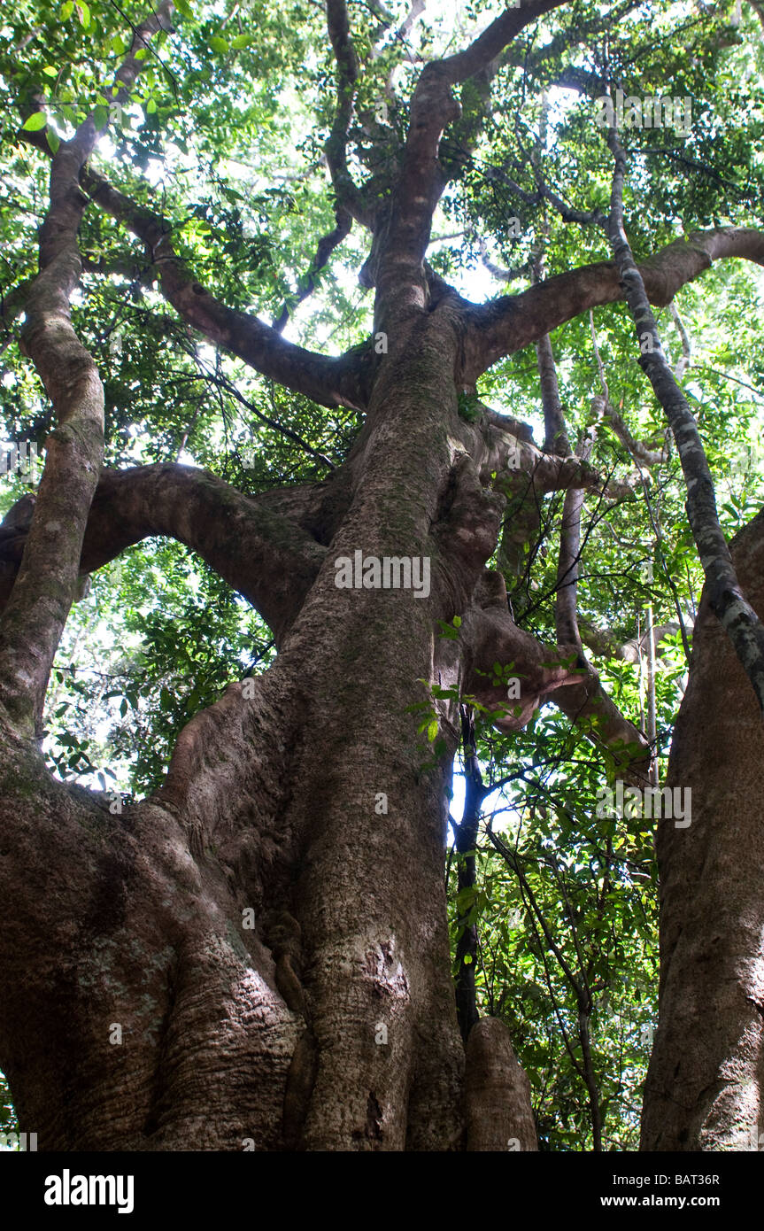 Bush tree NSW Australia Stock Photo - Alamy