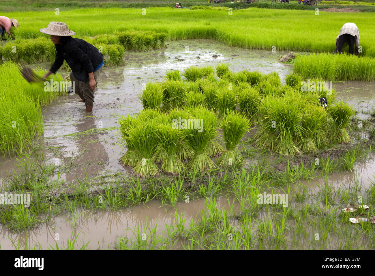 Rice cultivation in Thailand Stock Photo - Alamy
