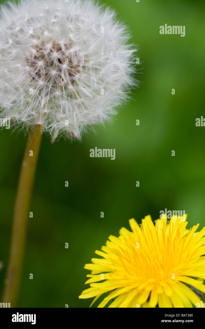 Dandelion before and after Stock Photo - Alamy