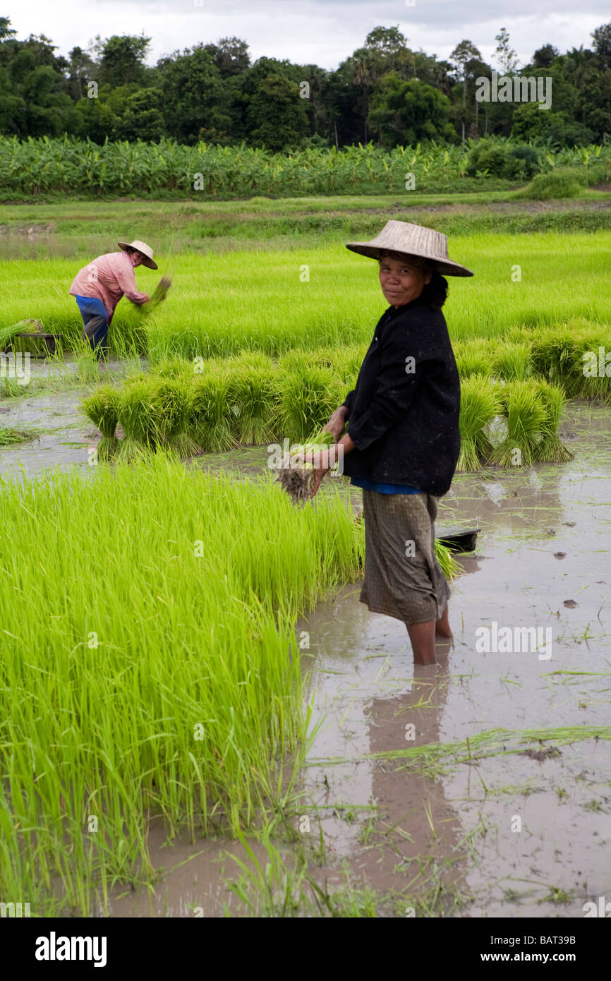 Rice cultivation in Thailand Stock Photo - Alamy