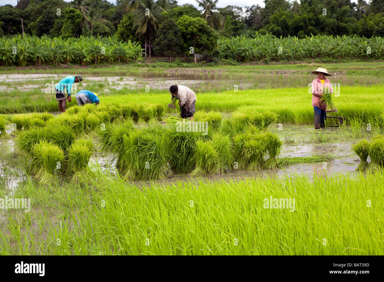 Rice cultivation in Thailand Stock Photo - Alamy