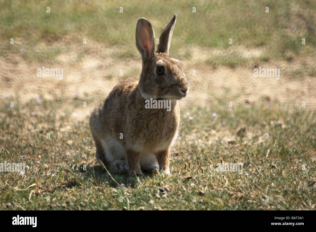 European rabbit australia hi-res stock photography and images - Alamy