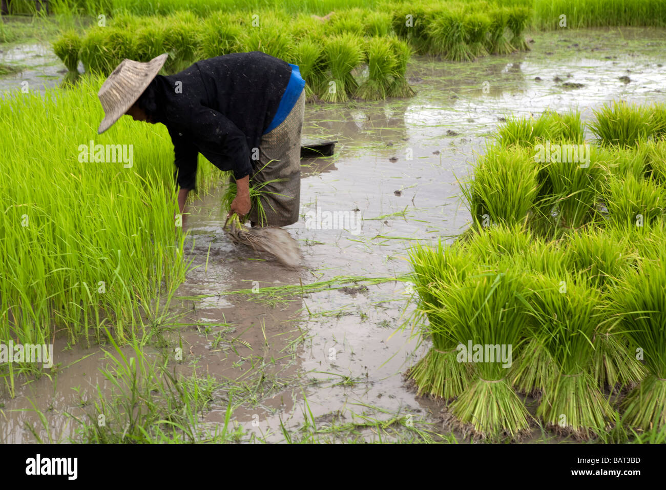 Rice cultivation in Thailand Stock Photo - Alamy
