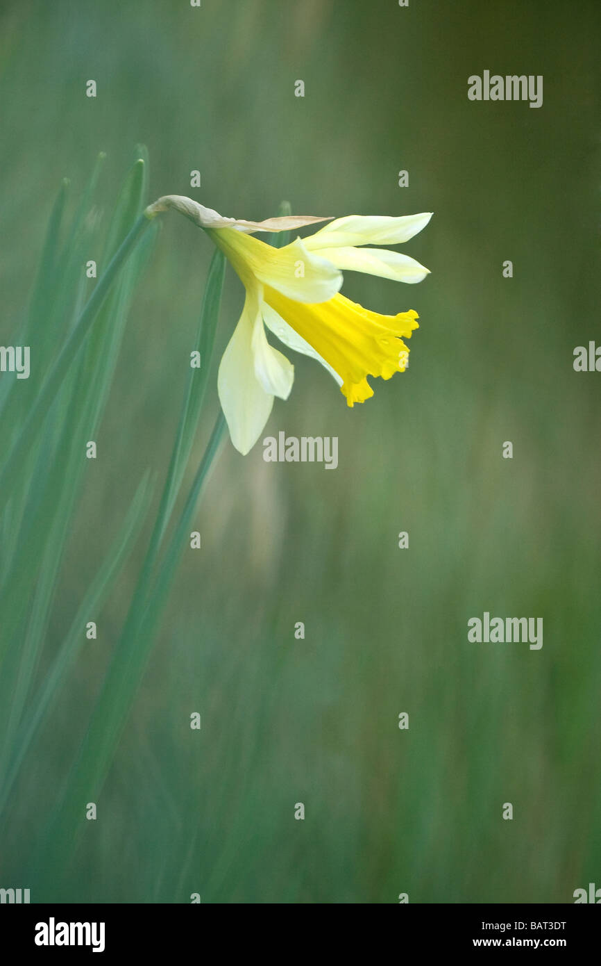 Daffodil close up from the side Stock Photo - Alamy