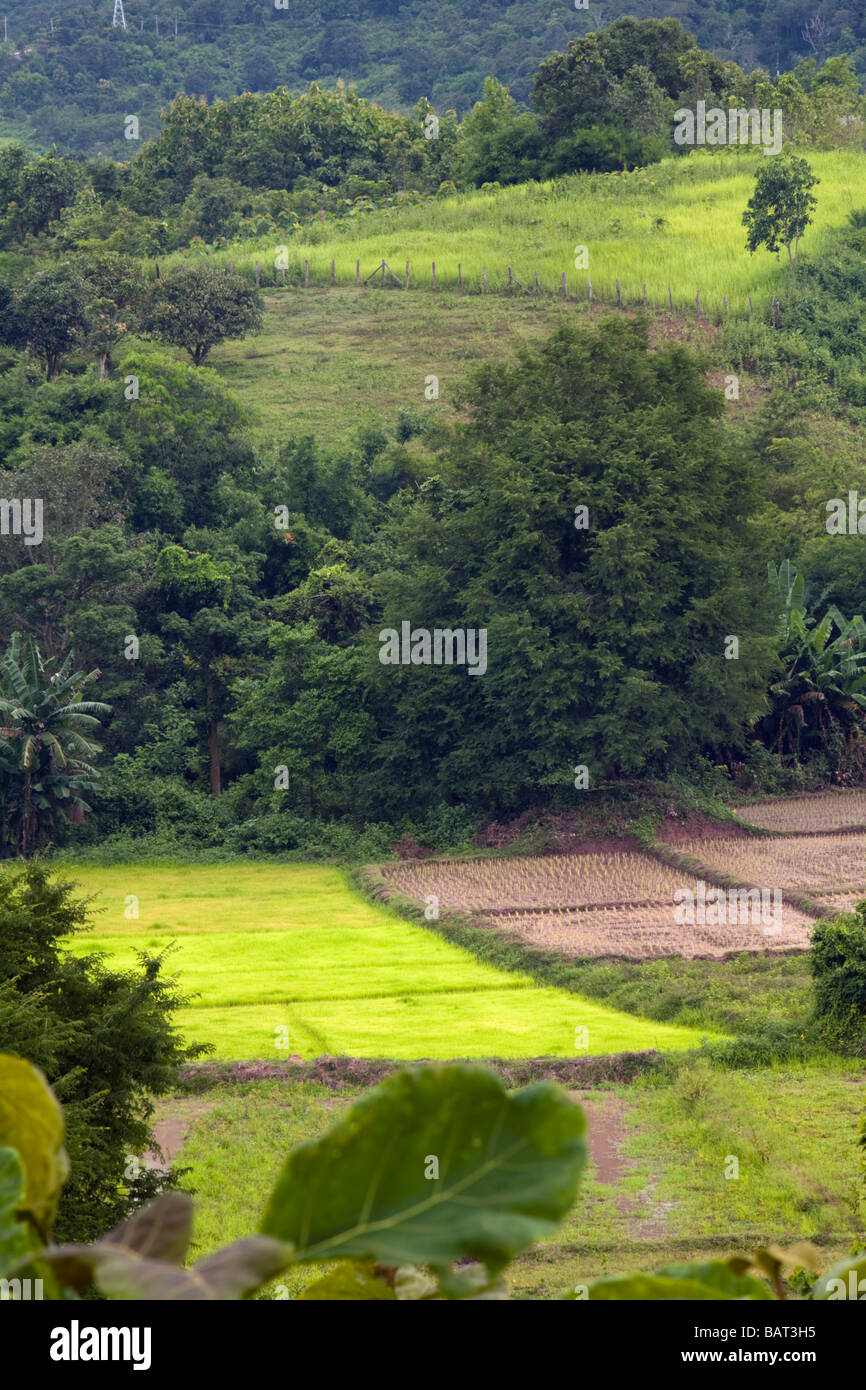 Rice cultivation in Thailand Stock Photo - Alamy