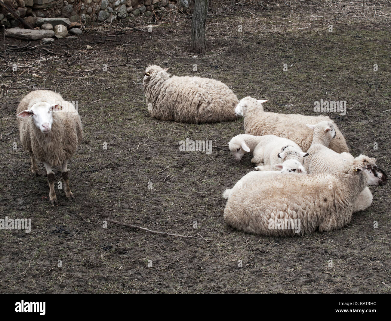 Domestic sheep OVIS ARIES Stock Photo - Alamy