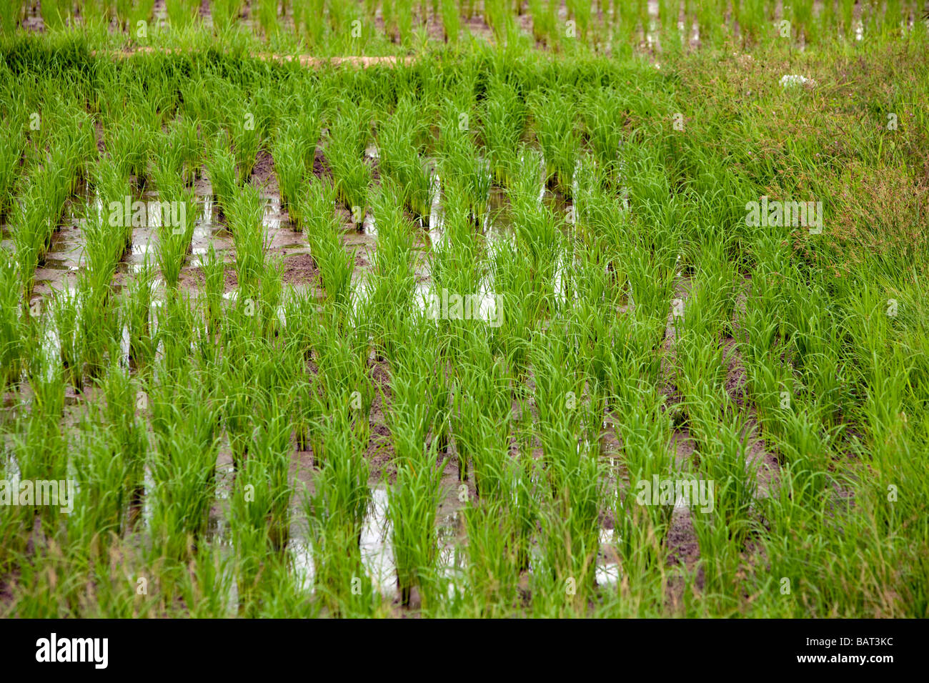 Rice cultivation in Thailand Stock Photo - Alamy