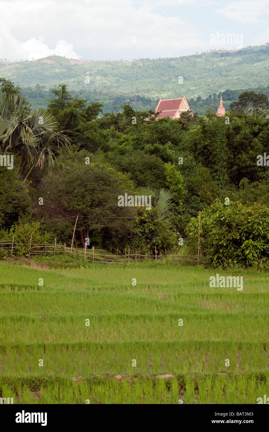 Rice cultivation in Thailand Stock Photo - Alamy